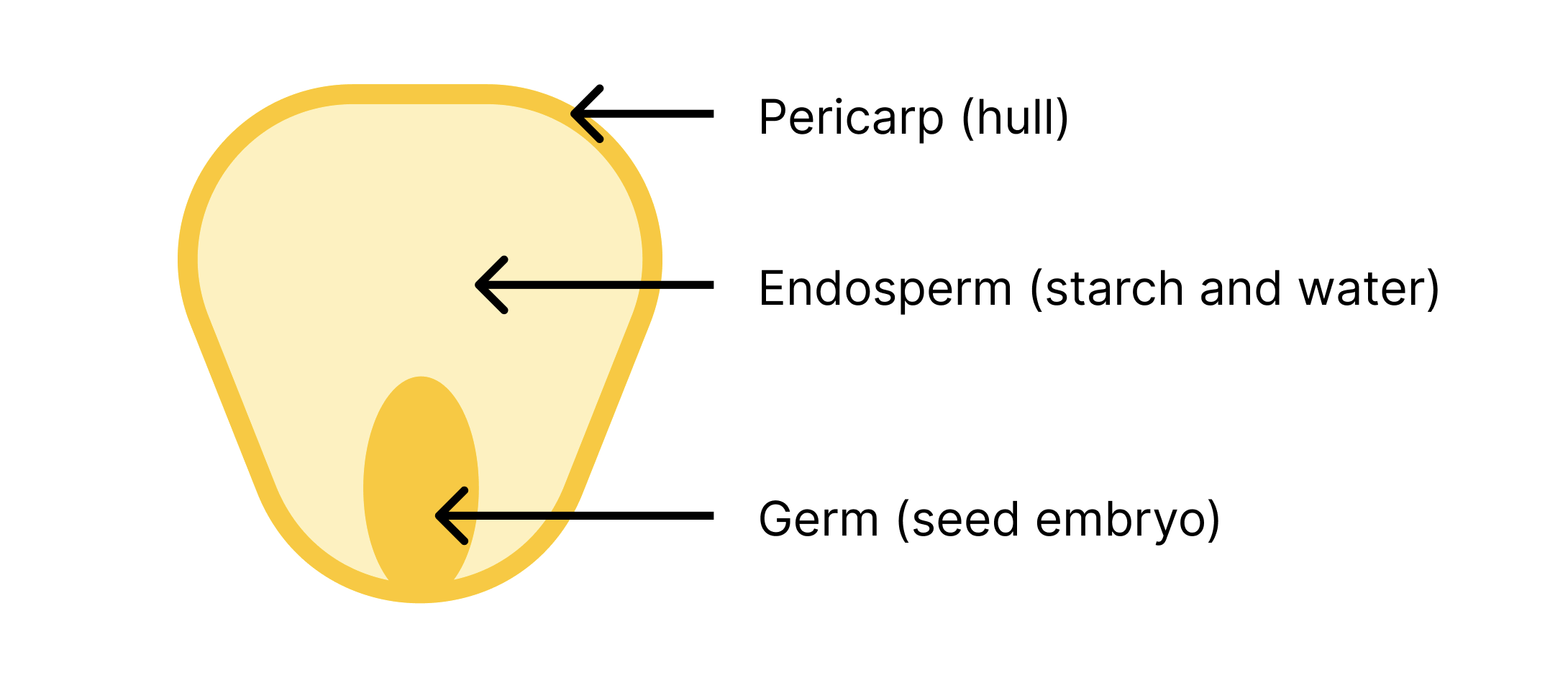 How does popcorn pop? — Today You Should Know